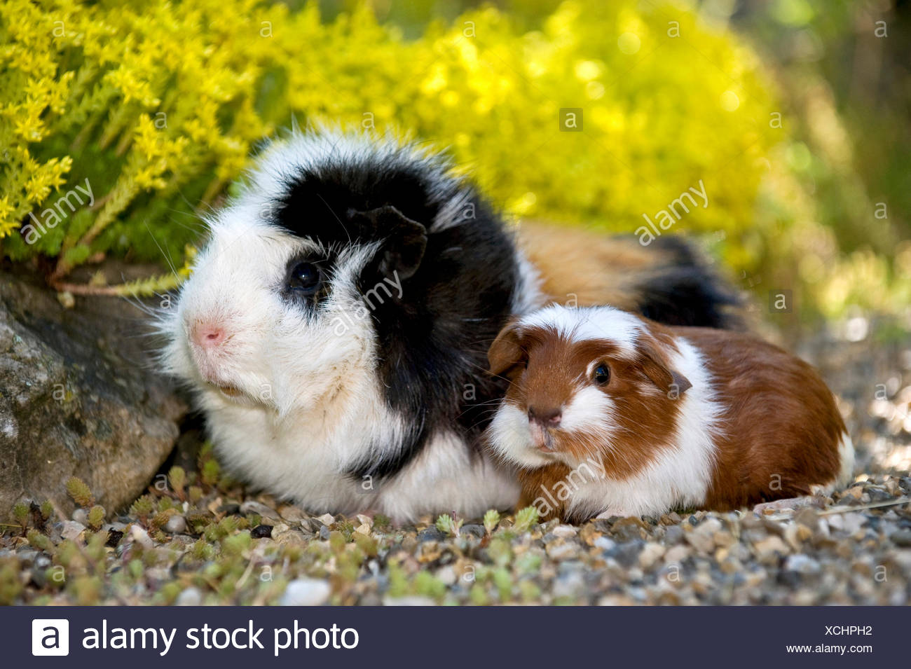 Abyssinian Guinea Pig Cross High Resolution Stock Photography and ...