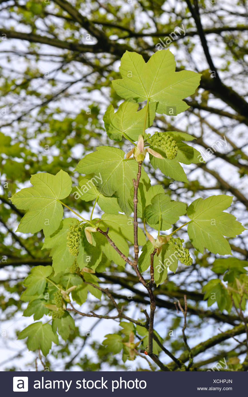 Sycamore Acer Pseudoplatanus Aceraceae High Resolution Stock ...