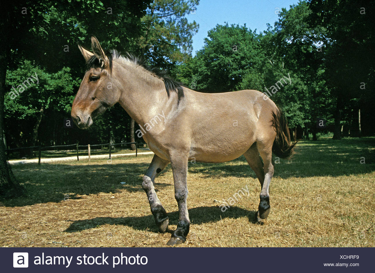 Male Donkey High Resolution Stock Photography and Images - Alamy