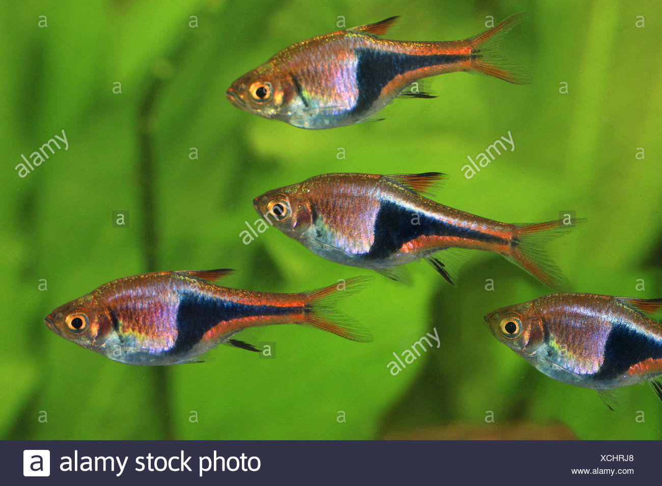 Harlequin Rasboras High Resolution Stock Photography and Images - Alamy