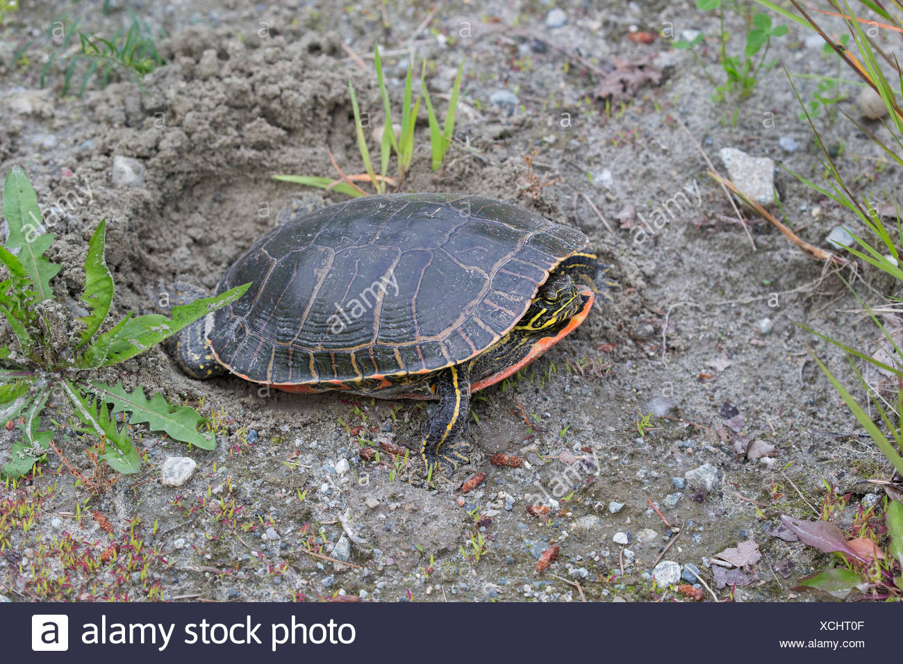 Painted Turtle Image High Resolution Stock Photography and Images - Alamy