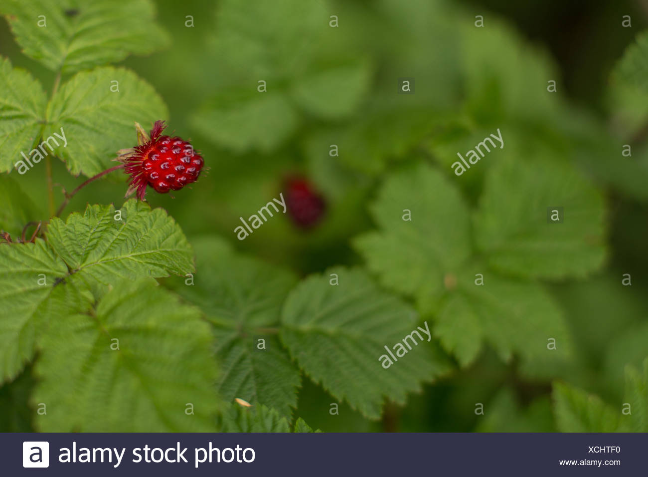 Rubus Spectabilis Stock Photos & Rubus Spectabilis Stock Images - Alamy