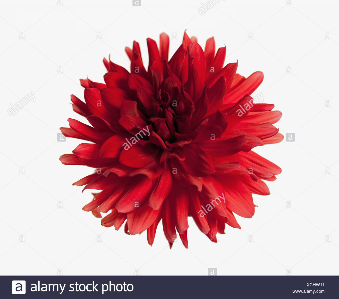 Dinner Plate Dahlia High Resolution Stock Photography and Images - Alamy