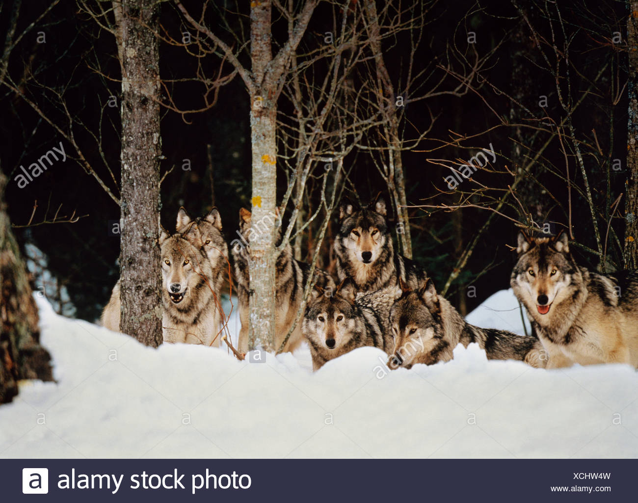 Grey Wolf Pack Stock Photos & Grey Wolf Pack Stock Images - Alamy