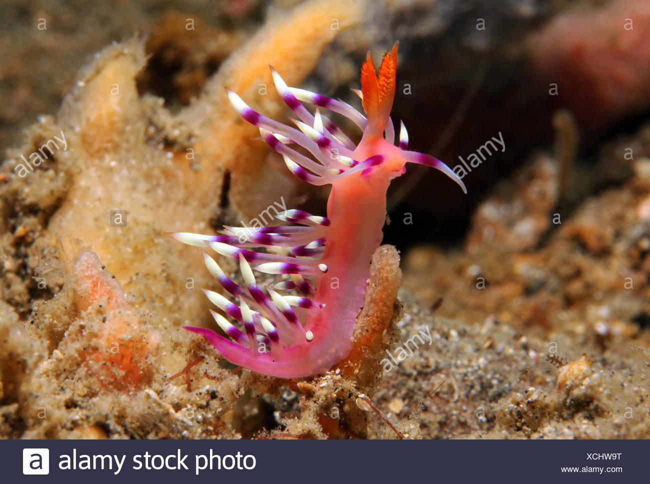 Purple Flabellina Flabellina High Resolution Stock Photography and ...