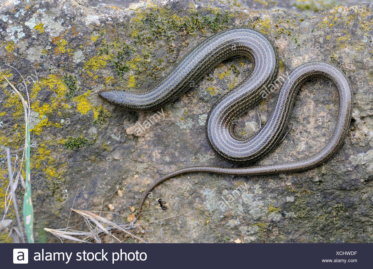 Western Three Toed Skink High Resolution Stock Photography and Images ...