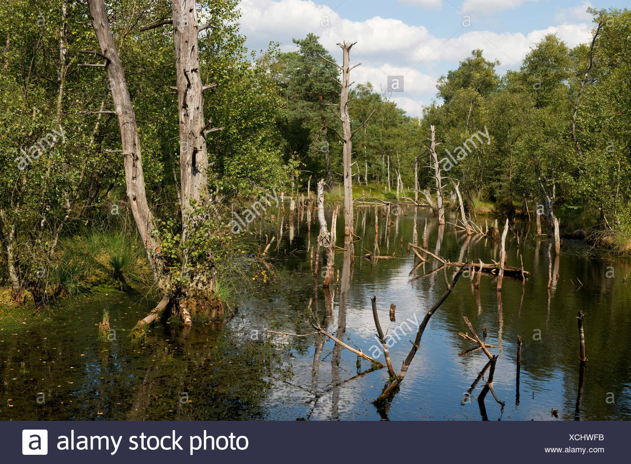 Heath Vegetation High Resolution Stock Photography and Images - Alamy