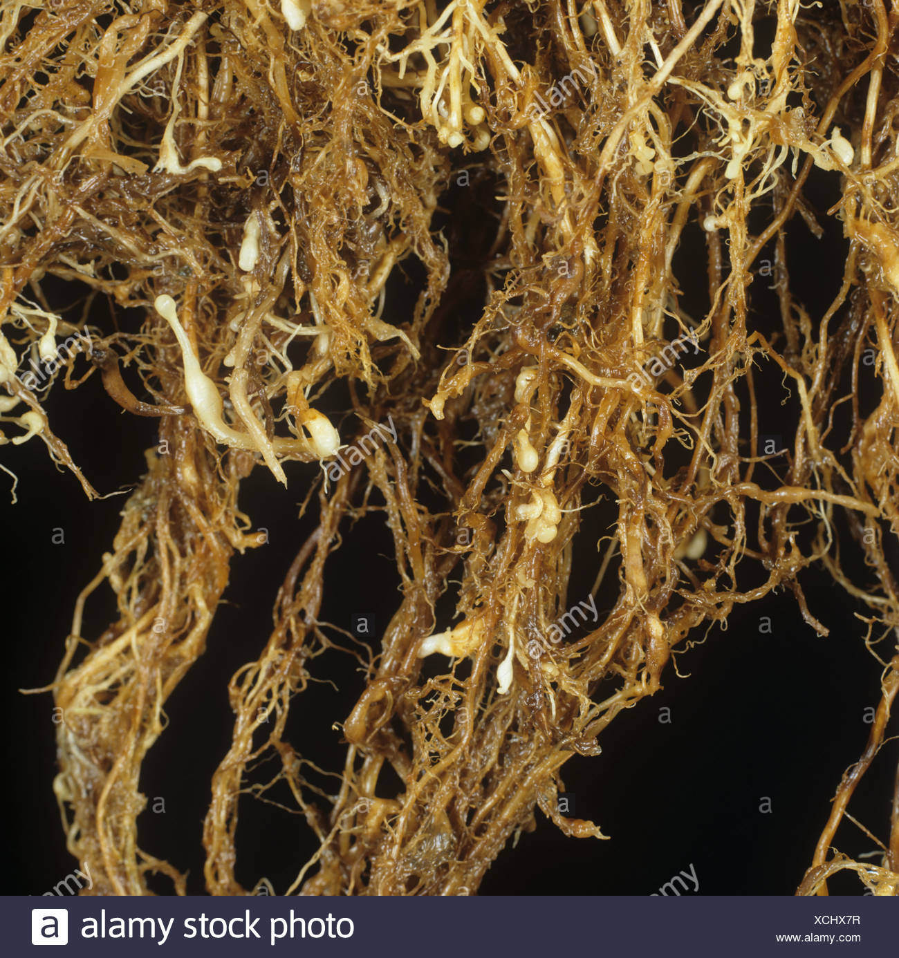 Meloidogyne Stock Photos & Meloidogyne Stock Images - Alamy