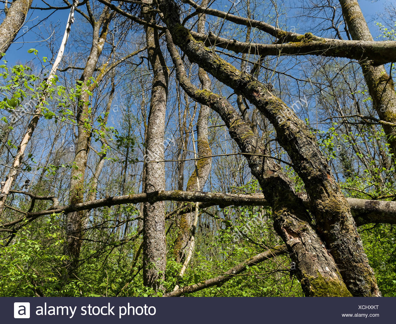 Alder Wood Stock Photos & Alder Wood Stock Images - Alamy