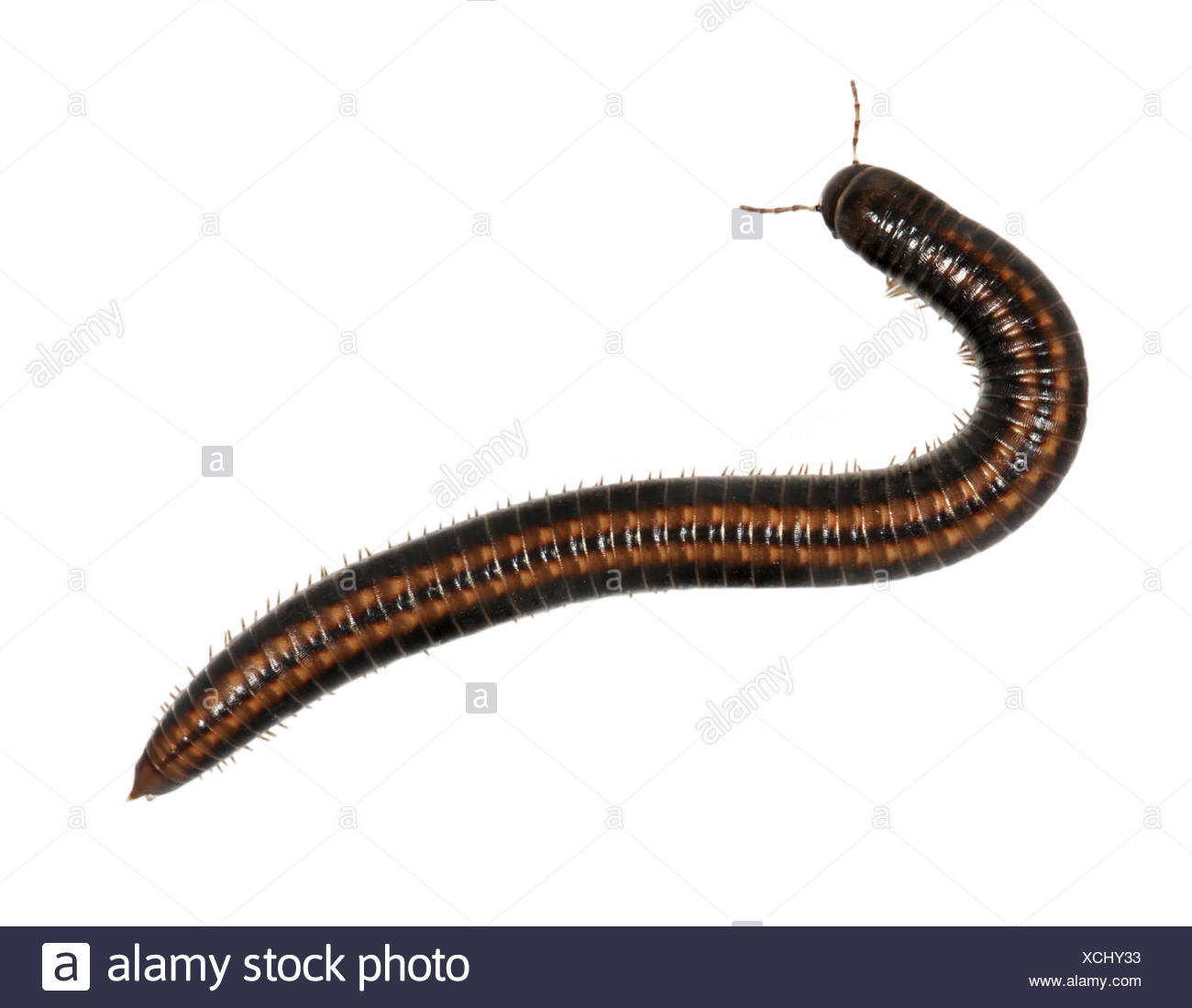 Myriapod Stock Photos & Myriapod Stock Images - Alamy