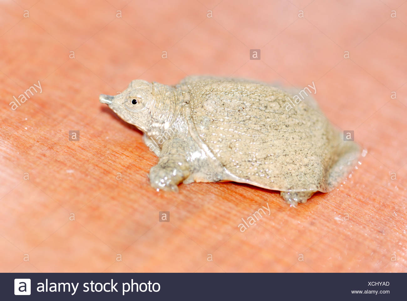 Chinese Turtle High Resolution Stock Photography and Images - Alamy