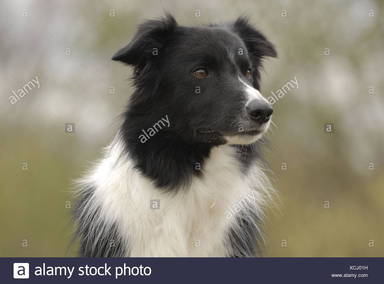 Side View Of Border Collies Head High Resolution Stock Photography and ...
