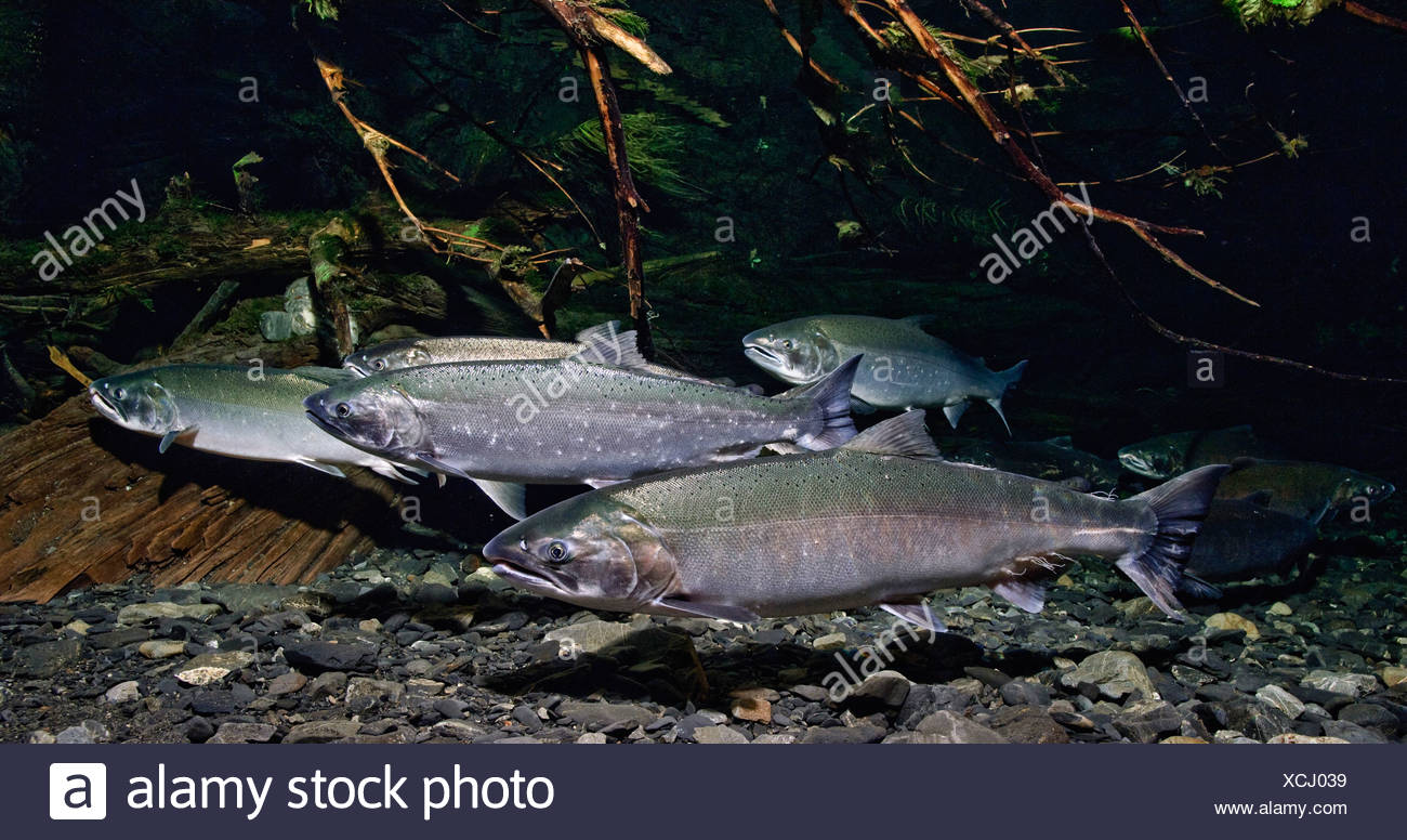 Coho Salmon Spawn High Resolution Stock Photography and Images - Alamy
