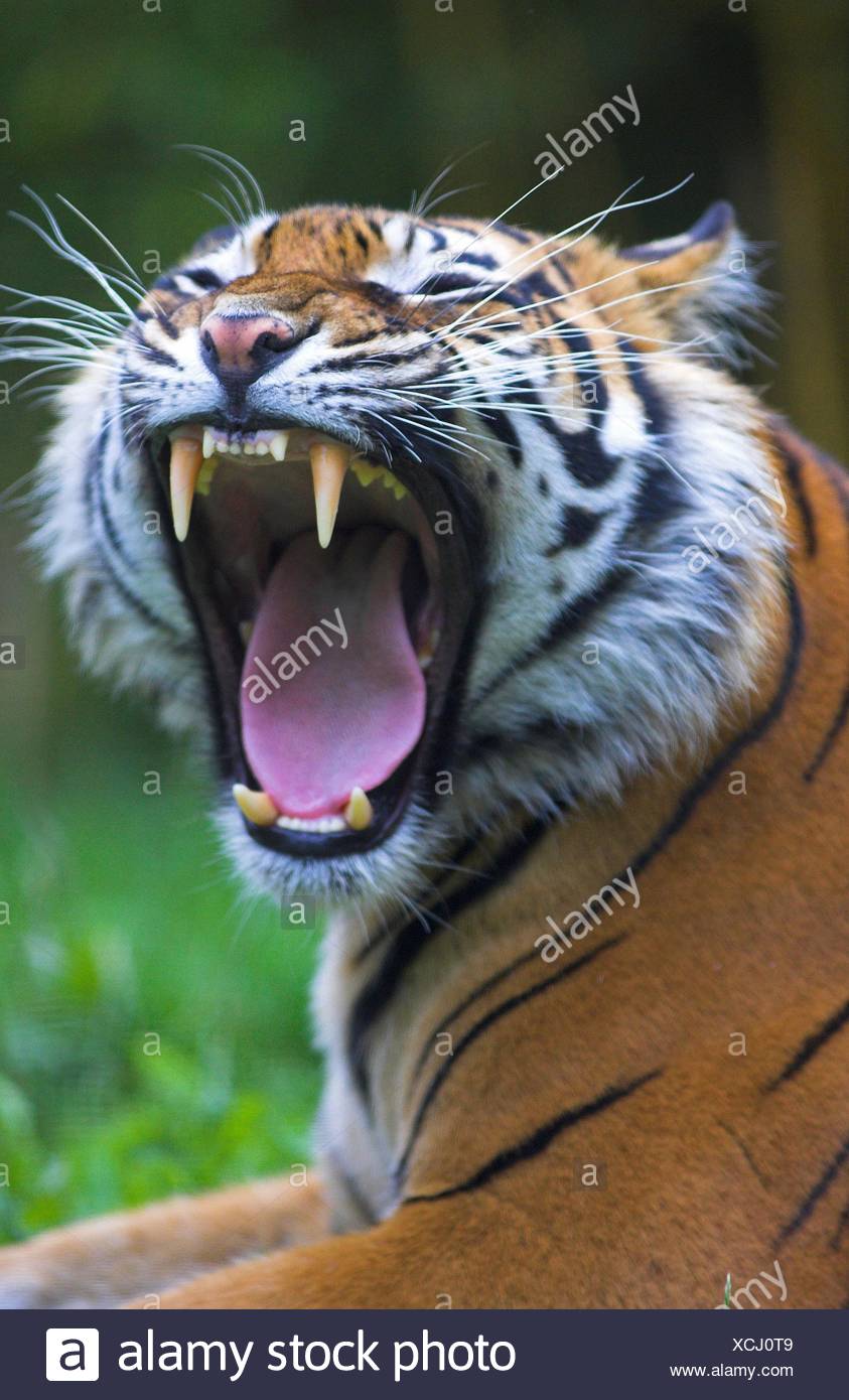 Tiger Behaviour High Resolution Stock Photography and Images - Alamy