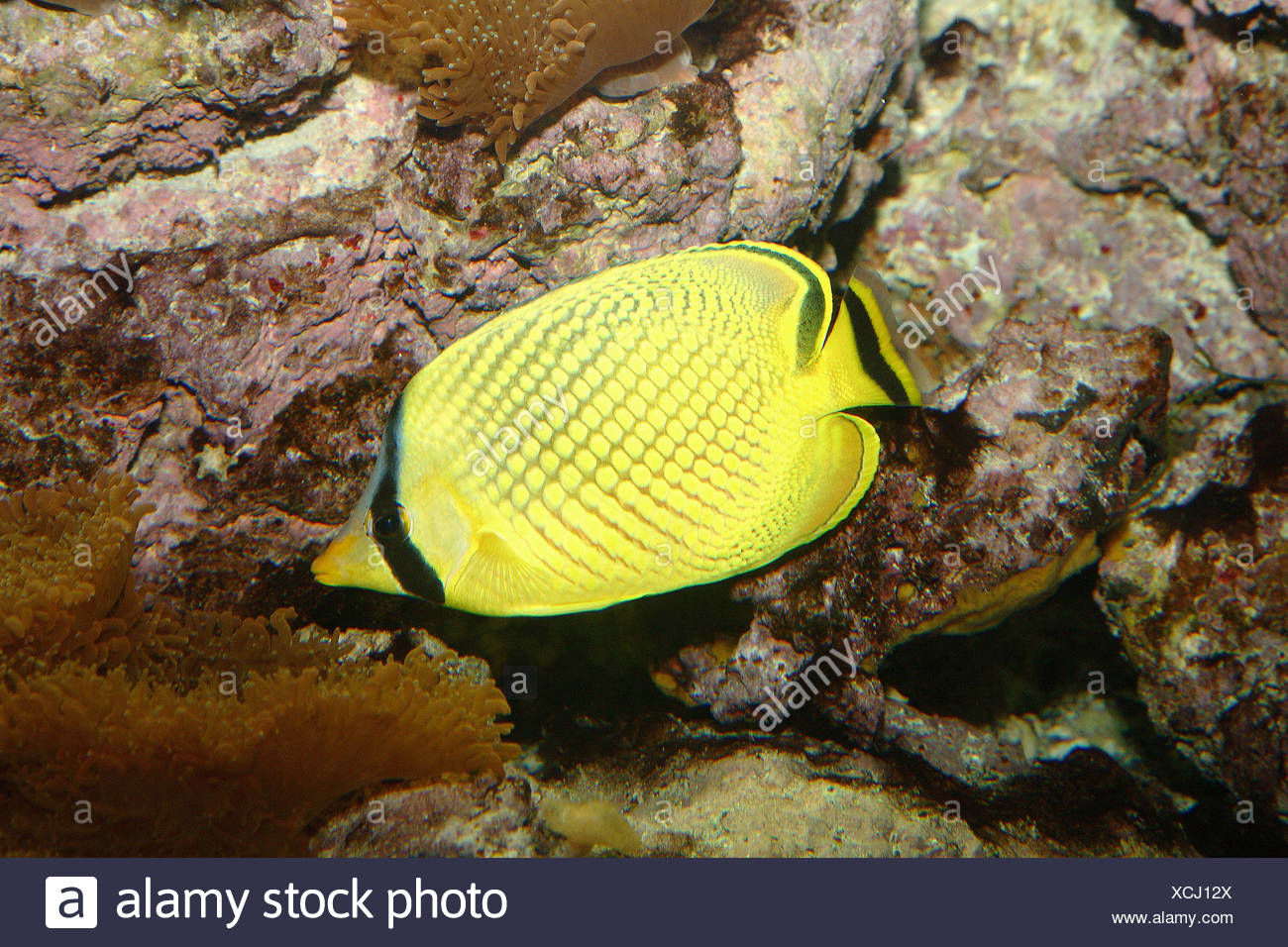 Latticed Butterflyfish Chaetodon Rafflesi High Resolution Stock ...