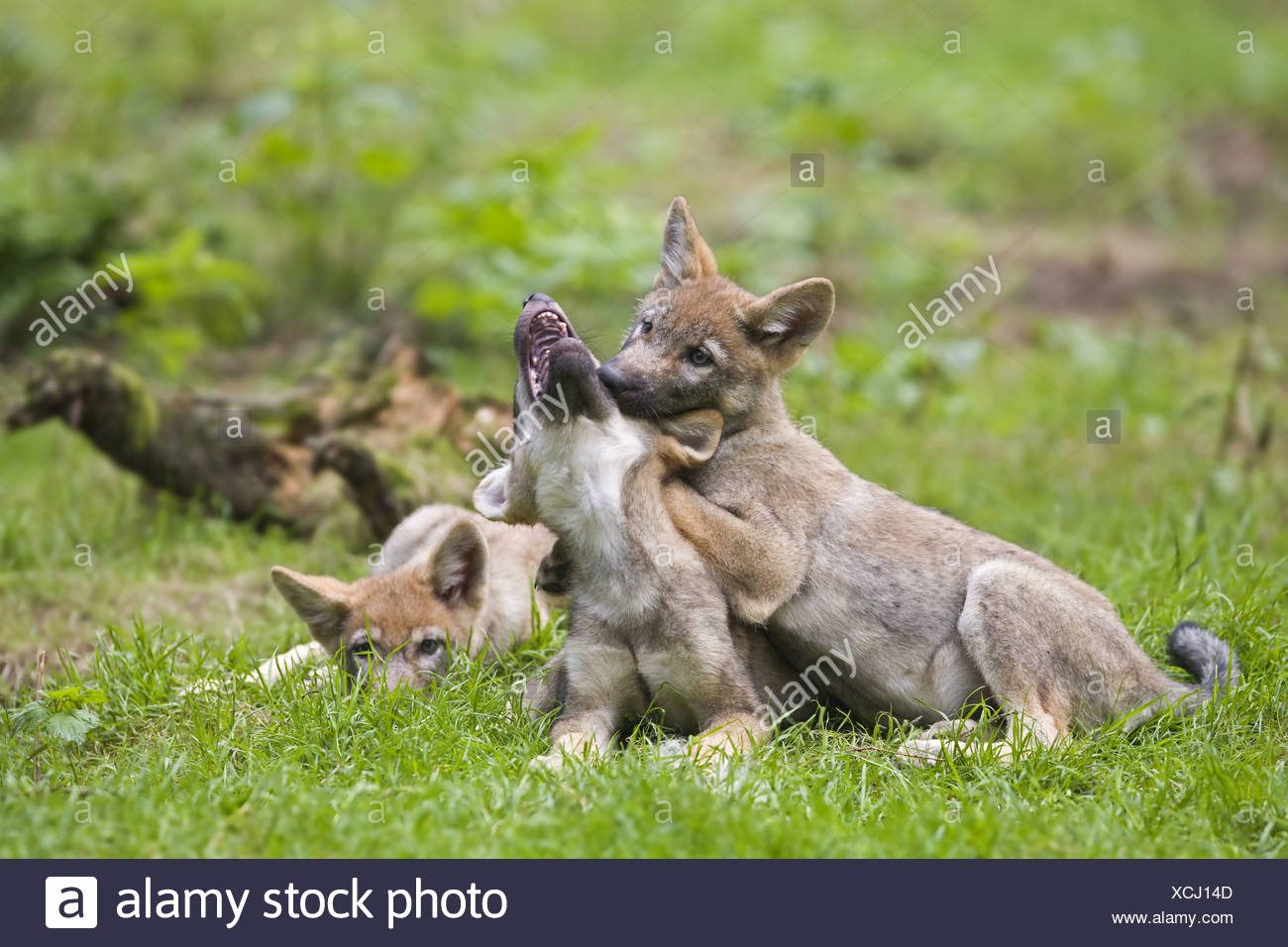 Wolf Pups Playing High Resolution Stock Photography and Images - Alamy