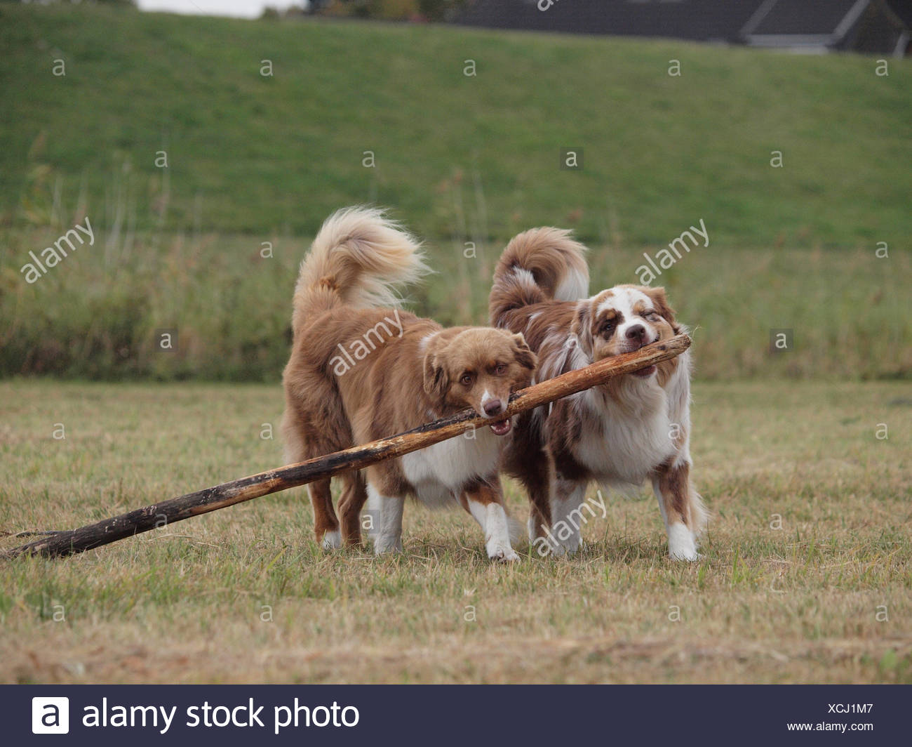 Shepherds Walking Stick High Resolution Stock Photography and Images ...