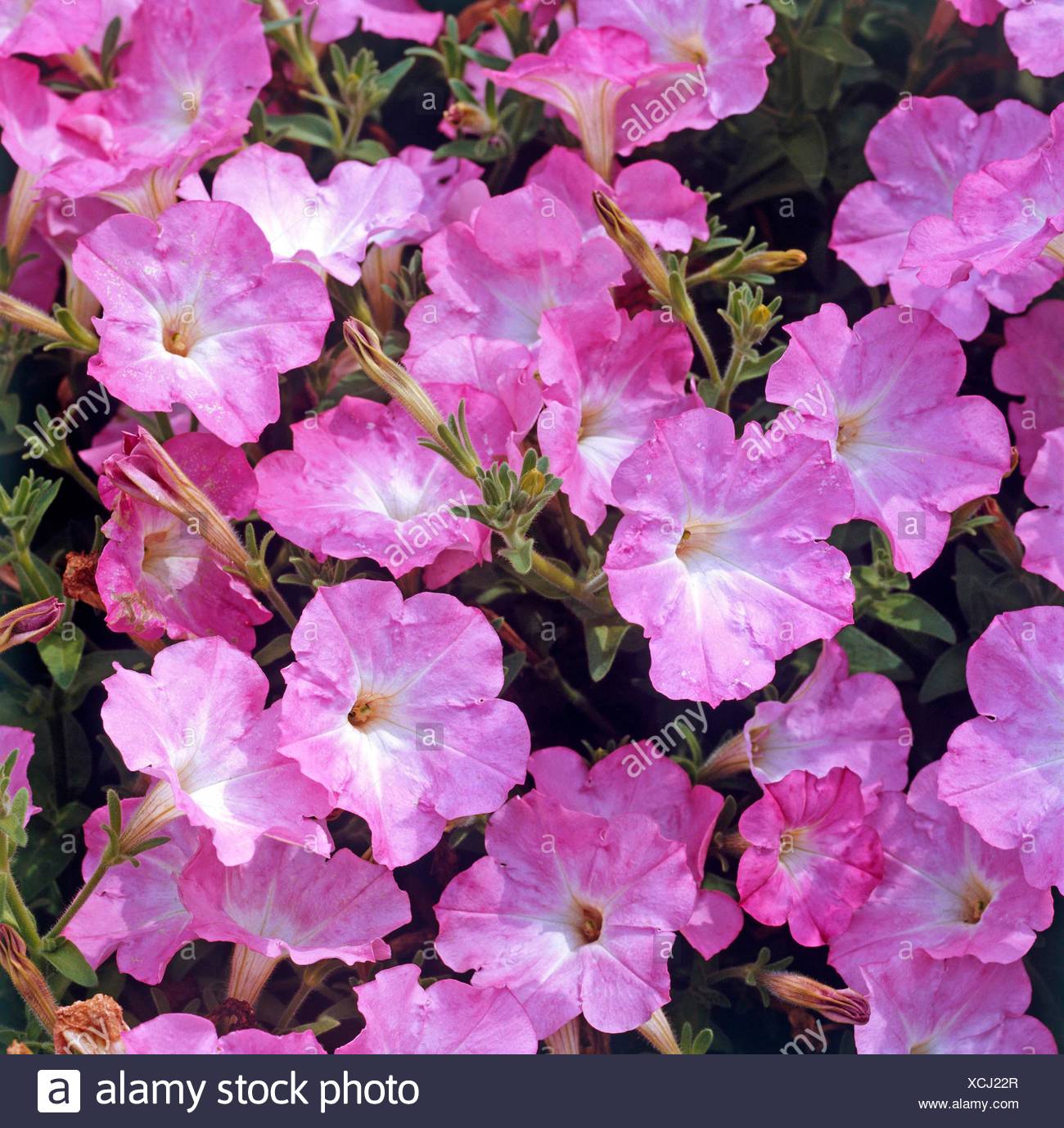 Surfina Petunia High Resolution Stock Photography and Images - Alamy