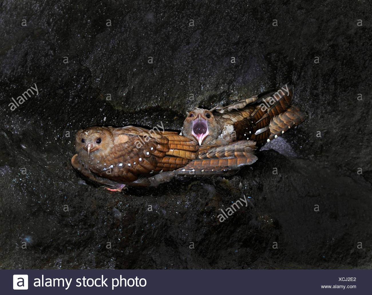 Steatornis Caripensis High Resolution Stock Photography and Images - Alamy