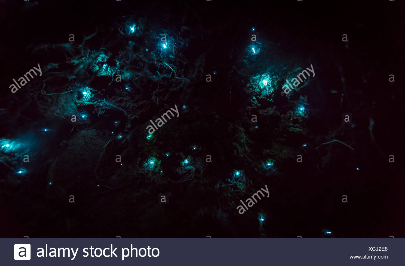 Arachnocampa Luminosa High Resolution Stock Photography and Images - Alamy