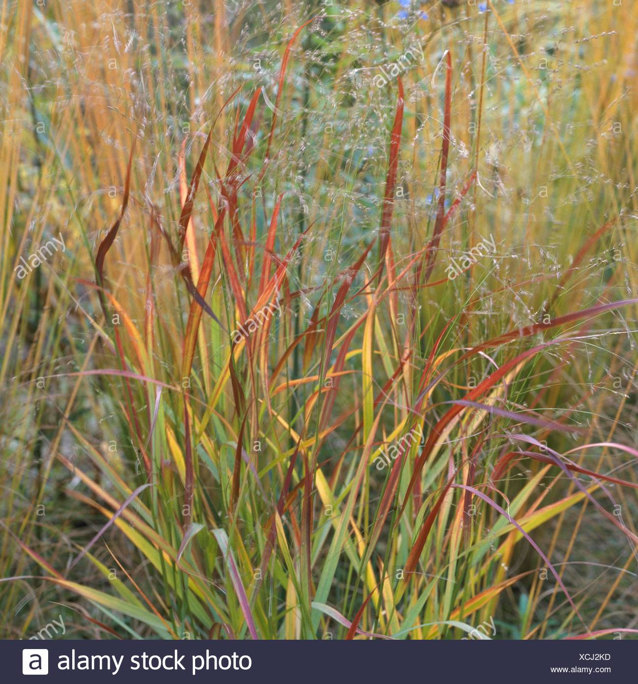 Panicum Grass Stock Photos & Panicum Grass Stock Images - Alamy