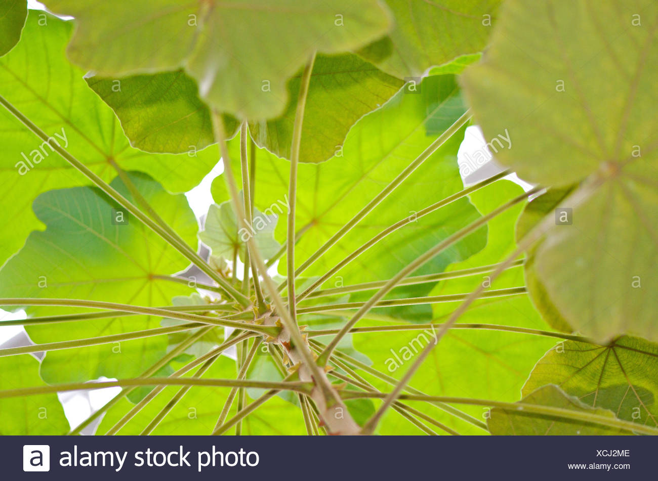 Balsa Tree High Resolution Stock Photography and Images - Alamy