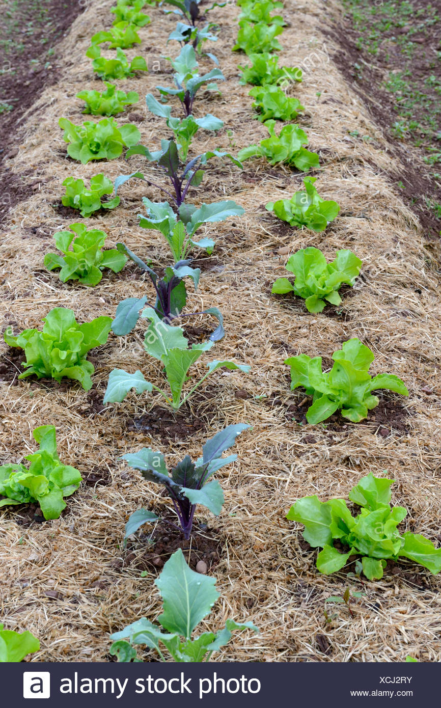 Vegetable Patch Stock Photos & Vegetable Patch Stock Images - Alamy