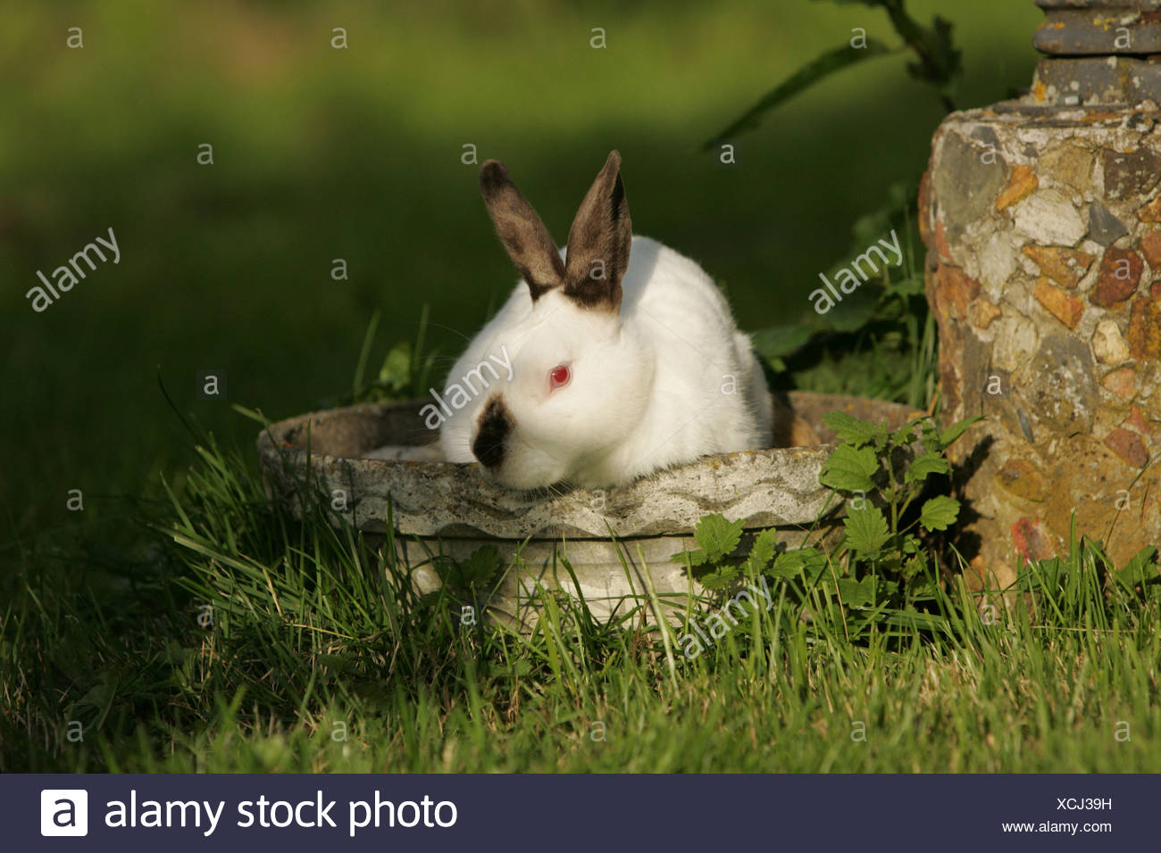Himalayan Rabbit High Resolution Stock Photography and Images - Alamy