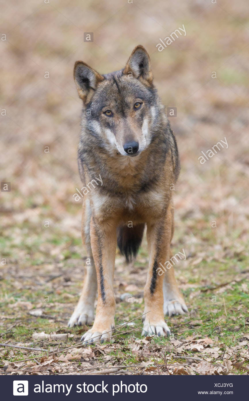 Italian Wolf Canis Lupus Italicus Stock Photos & Italian Wolf Canis ...