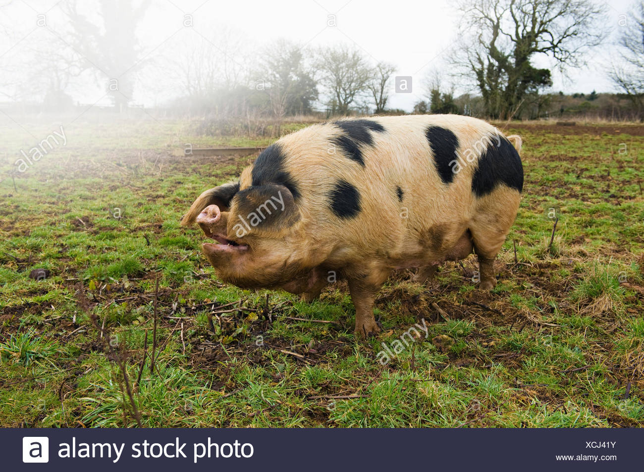 Adult Pig High Resolution Stock Photography and Images - Alamy