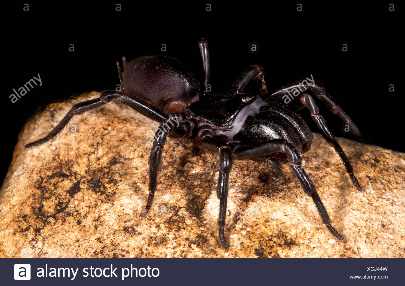 Atypus High Resolution Stock Photography and Images - Alamy