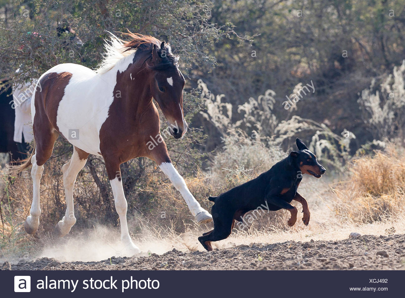 Chasing Horse High Resolution Stock Photography and Images - Alamy