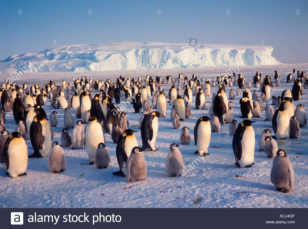 Antarctica An Emperor Penguin High Resolution Stock Photography and ...