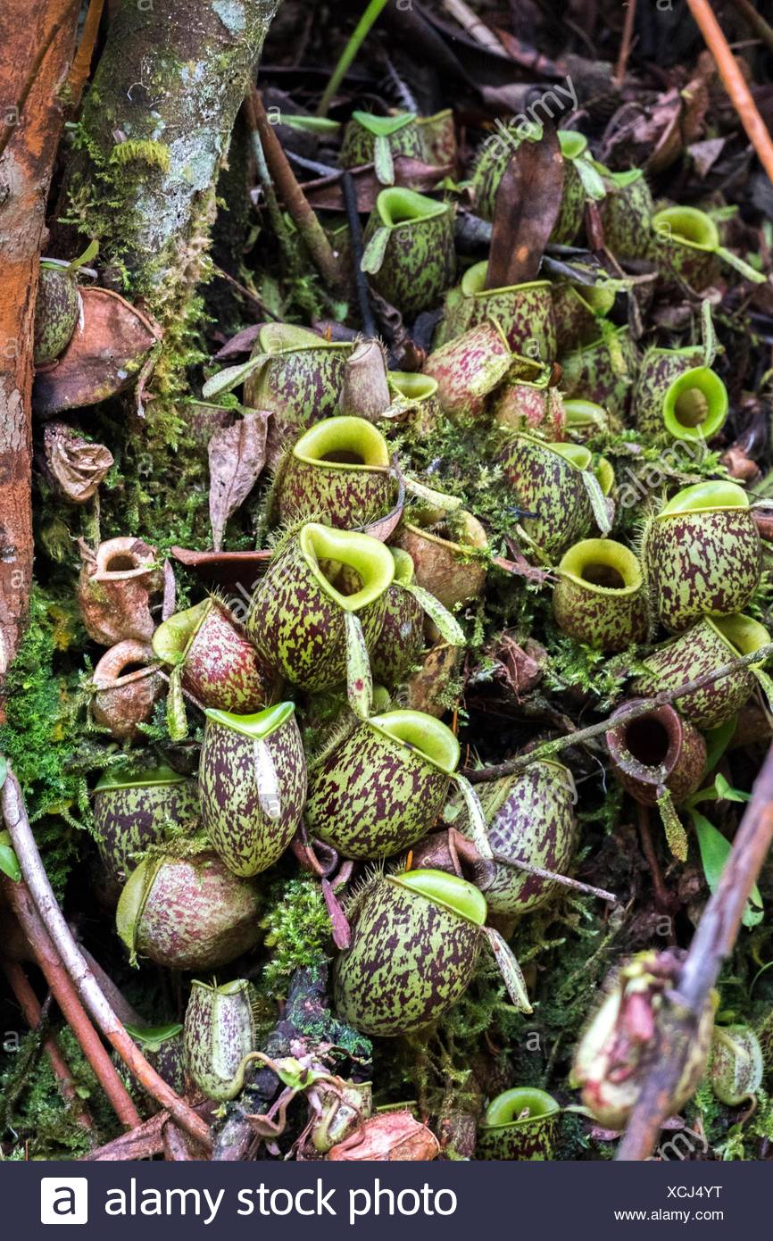 Nepenthes Pitcher Plant High Resolution Stock Photography and Images ...