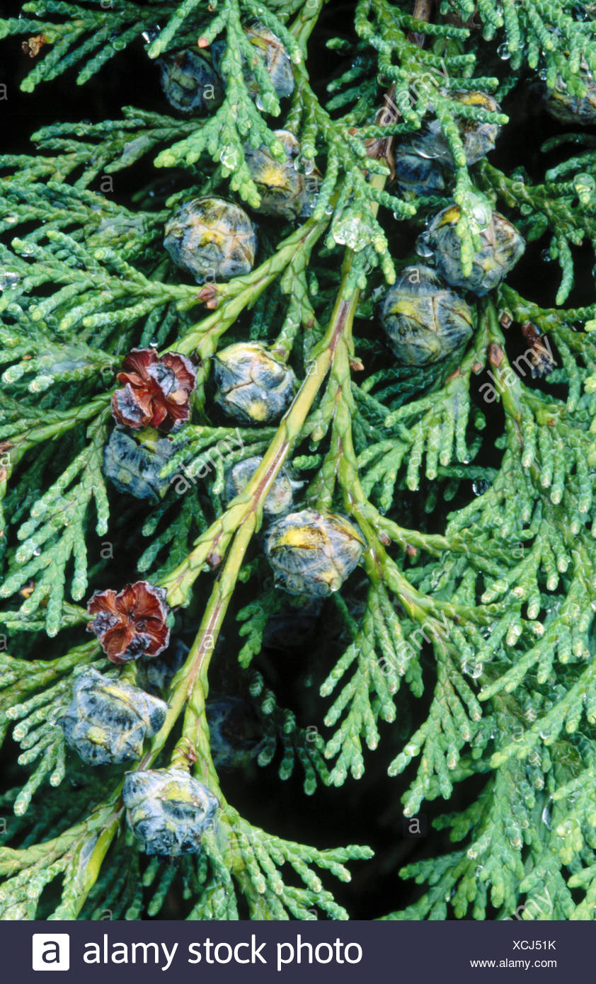 Port Orford Cedar Chamaecyparis High Resolution Stock Photography and ...