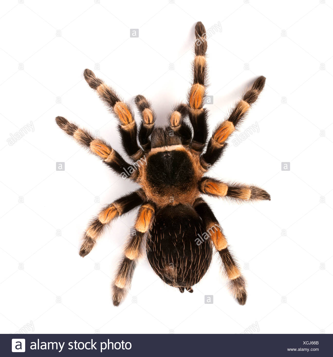 Mexican Redknee Tarantula Brachypelma Smithi High Resolution Stock ...