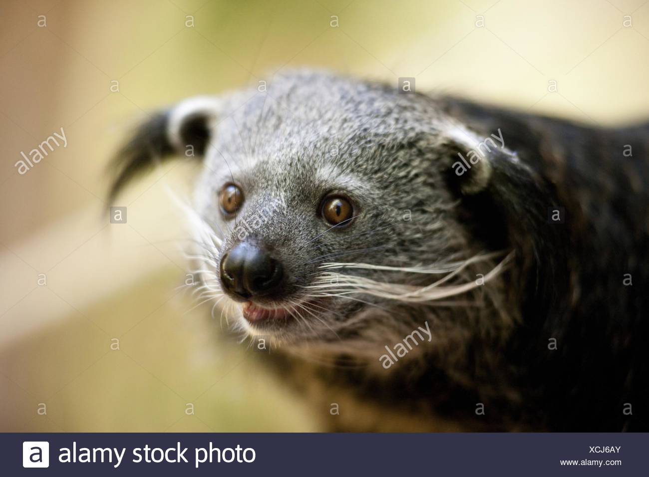 Bearcat High Resolution Stock Photography and Images - Alamy