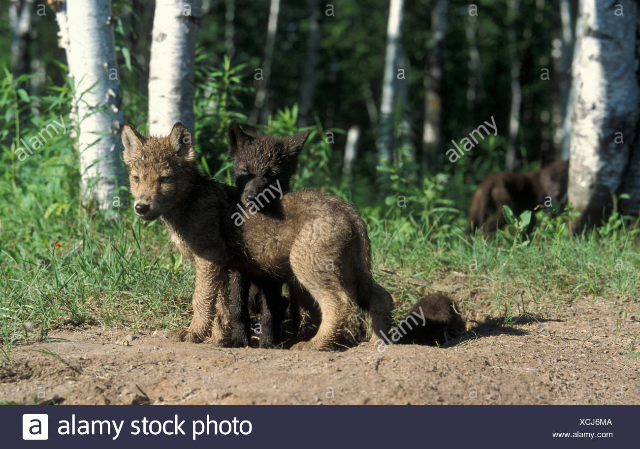 Wolf Den High Resolution Stock Photography and Images - Alamy
