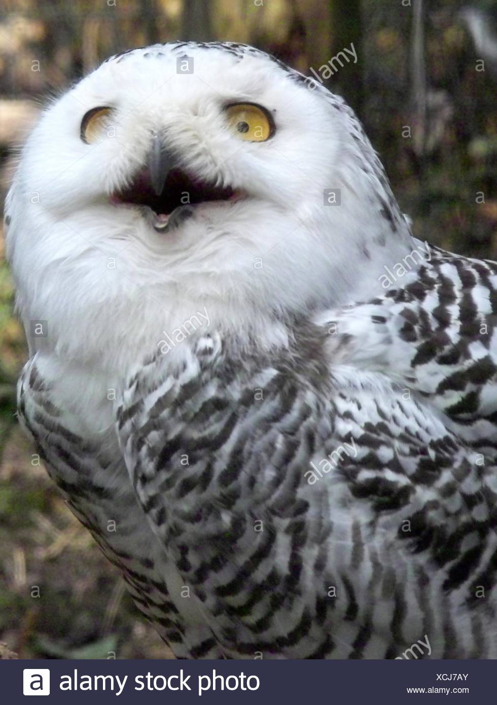 Harry Potter And Hedwig The Owl High Resolution Stock Photography and ...