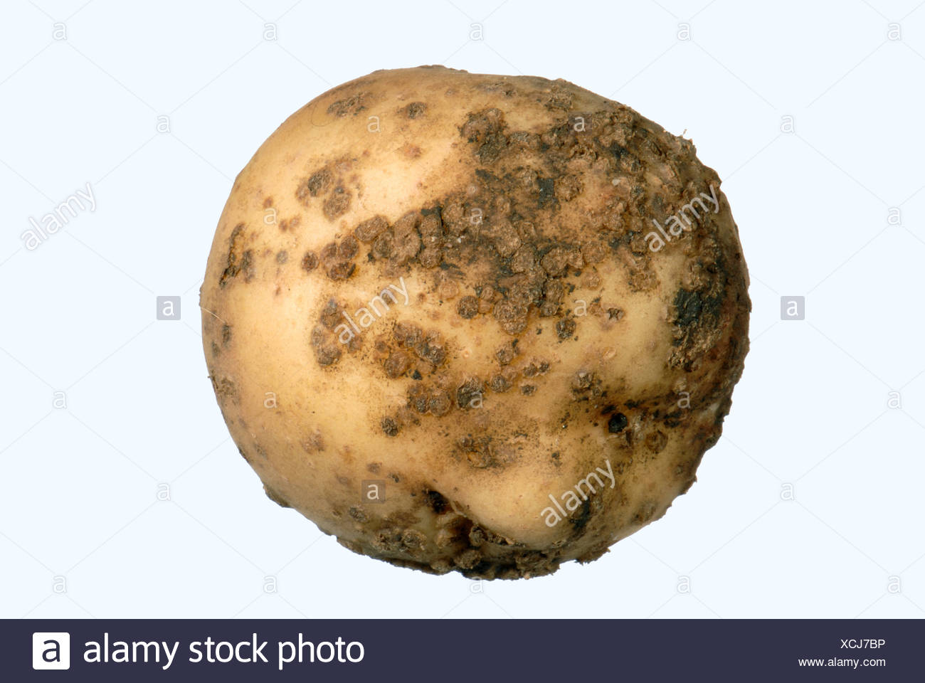 Potato Scab High Resolution Stock Photography and Images - Alamy