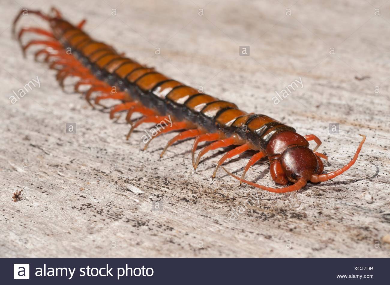 Giant Centipede Stock Photos & Giant Centipede Stock Images - Alamy