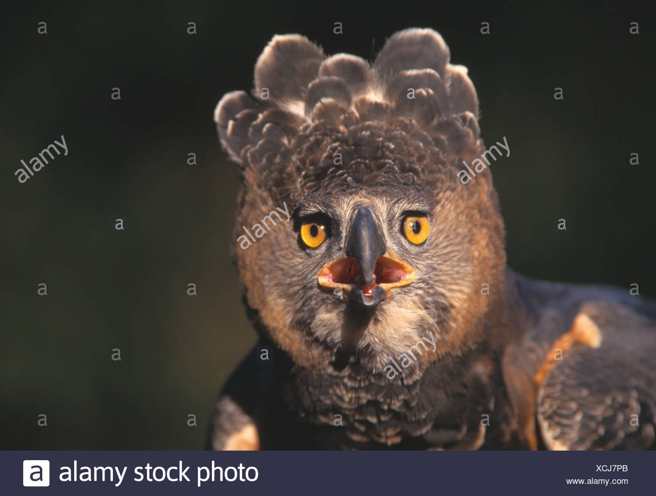African Crowned Eagle Stock Photos & African Crowned Eagle Stock Images - Alamy