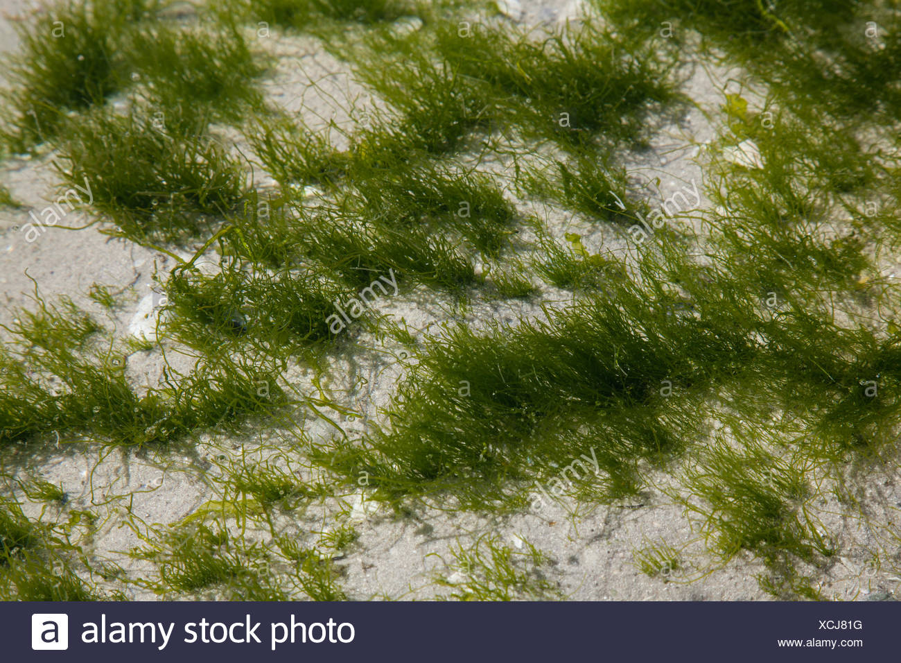 Algae Texture High Resolution Stock Photography and Images - Alamy