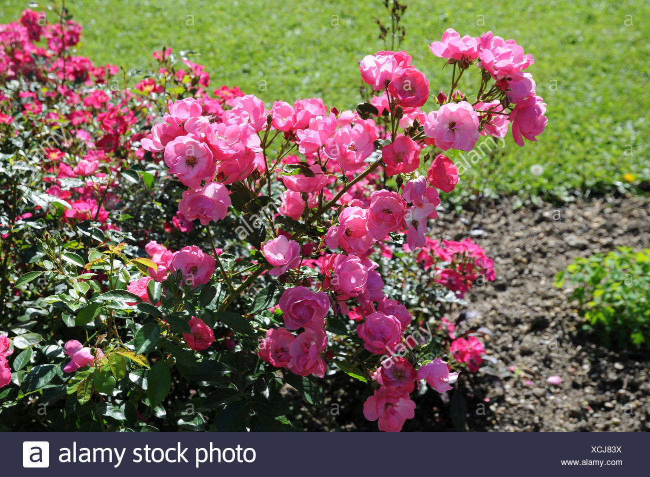 Angela Garten High Resolution Stock Photography and Images - Alamy