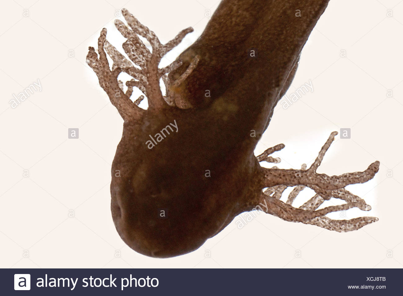 Tadpole Gills High Resolution Stock Photography and Images - Alamy