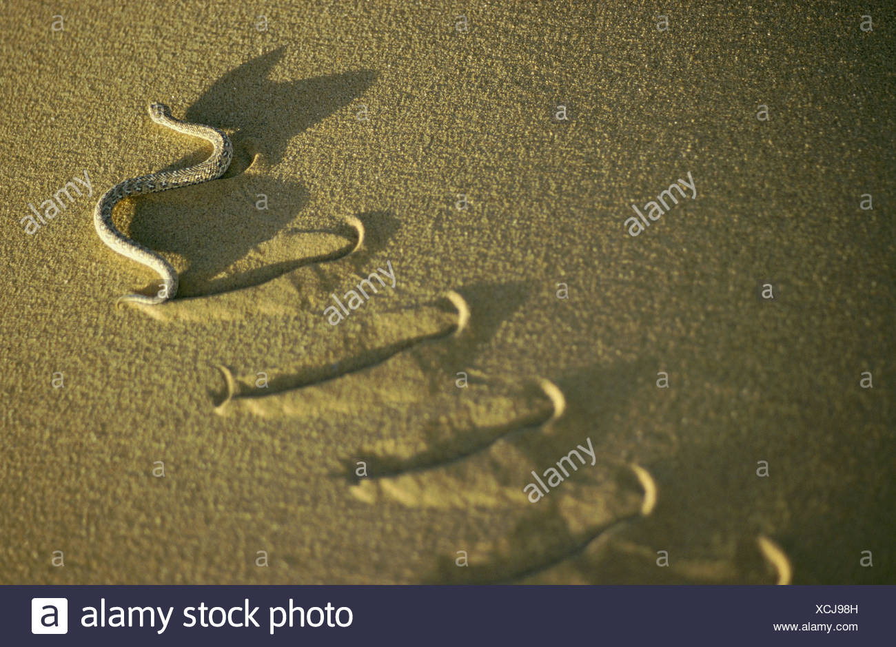 Snake Locomotion High Resolution Stock Photography and Images - Alamy