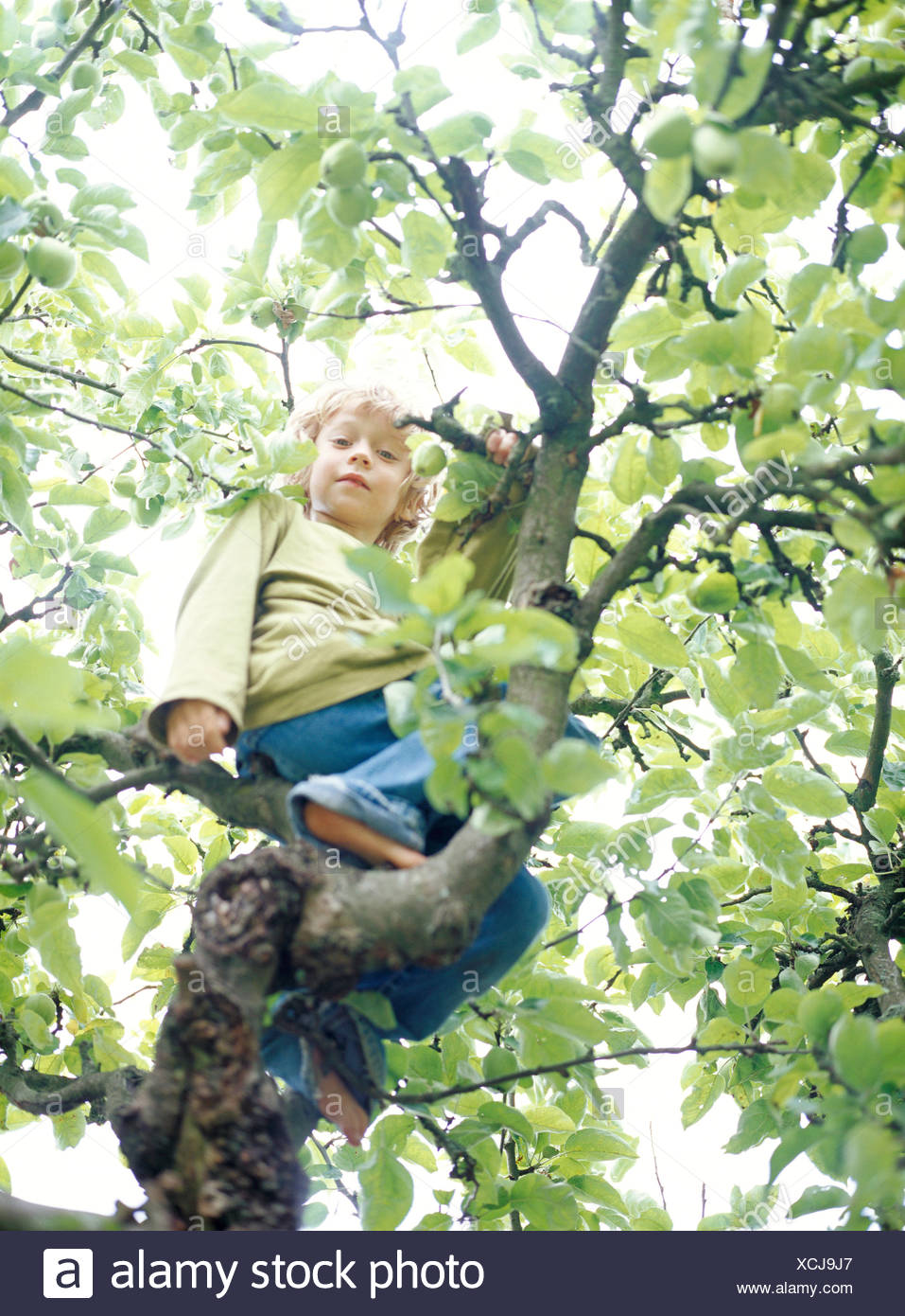 Page 2 - Boy Climbing Tree Barefoot High Resolution Stock Photography ...