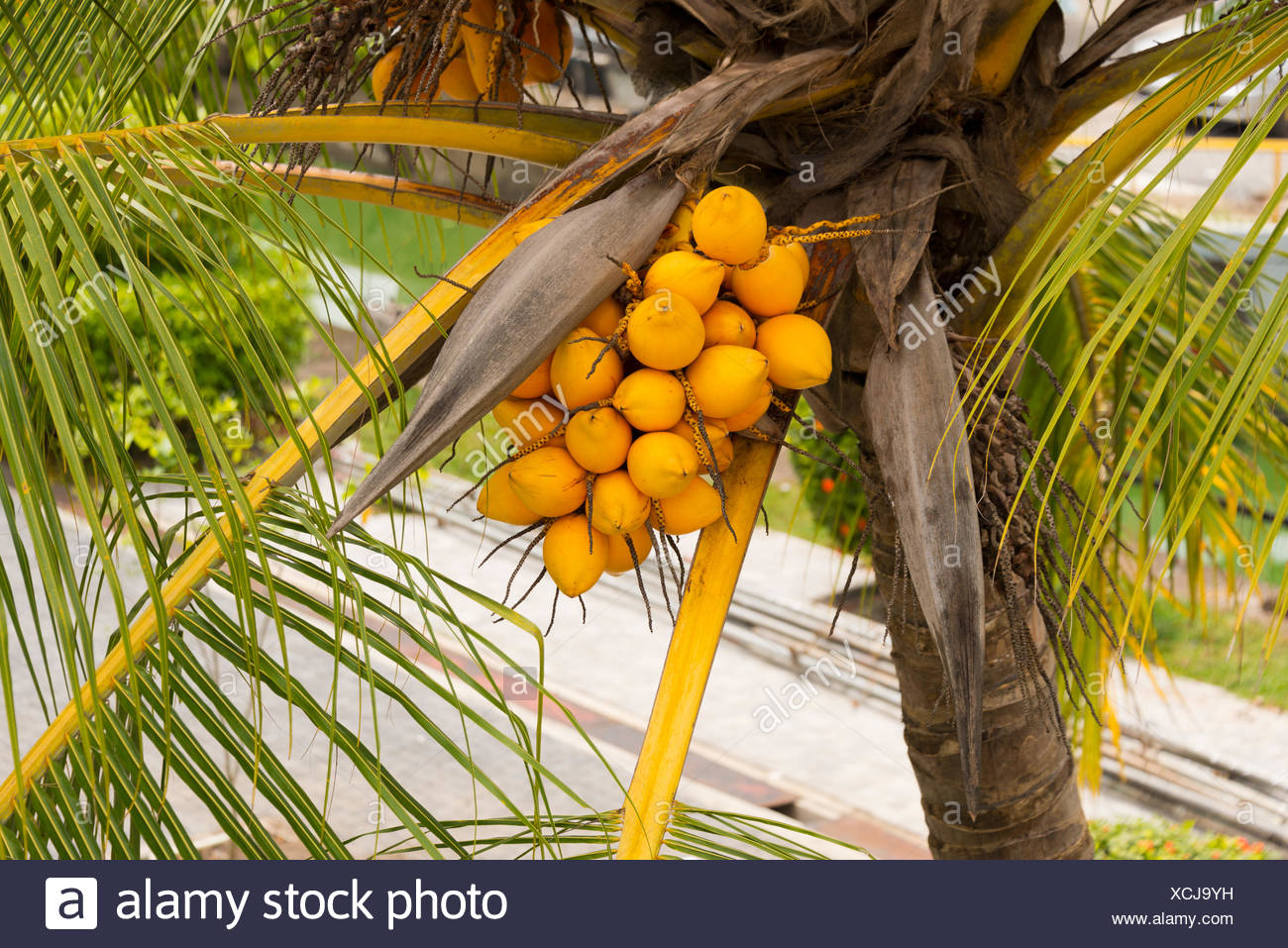 Group Of Coconuts High Resolution Stock Photography and Images - Alamy