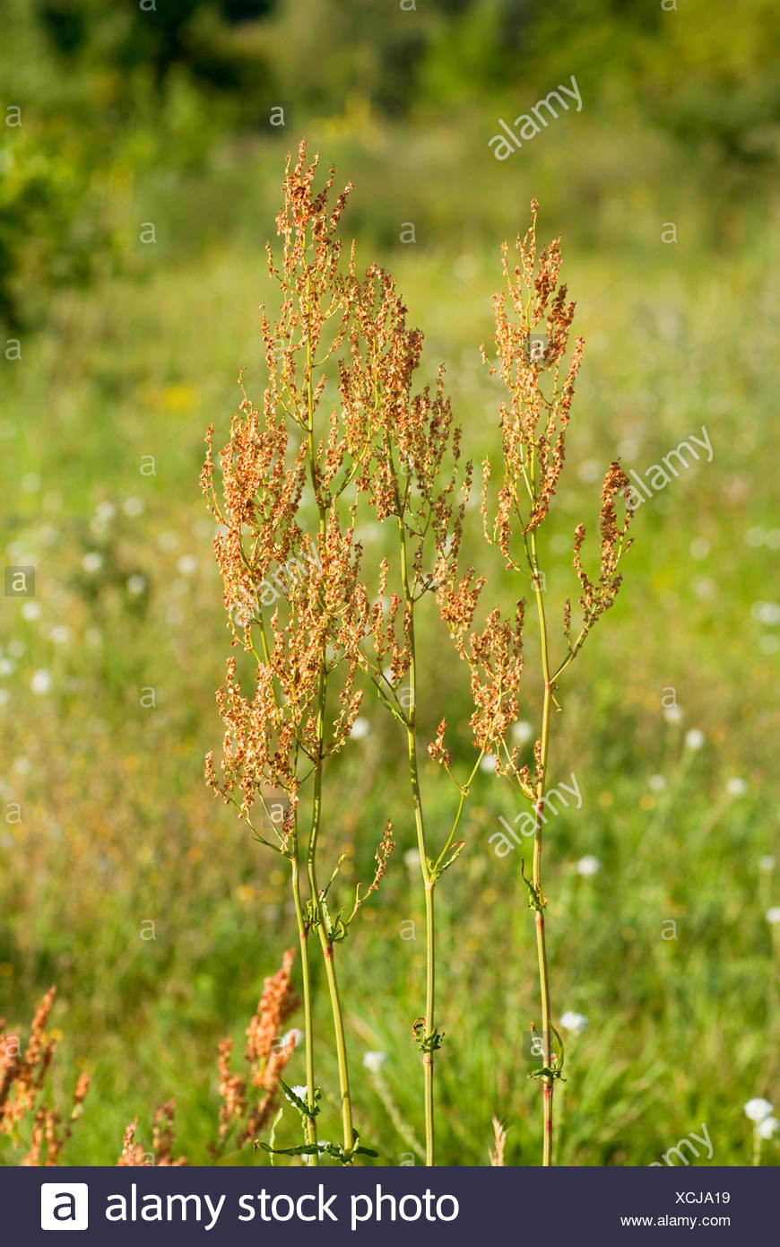 Thyrse High Resolution Stock Photography and Images - Alamy