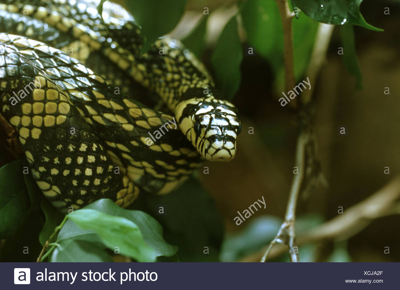 Tropical Snakes High Resolution Stock Photography and Images - Alamy